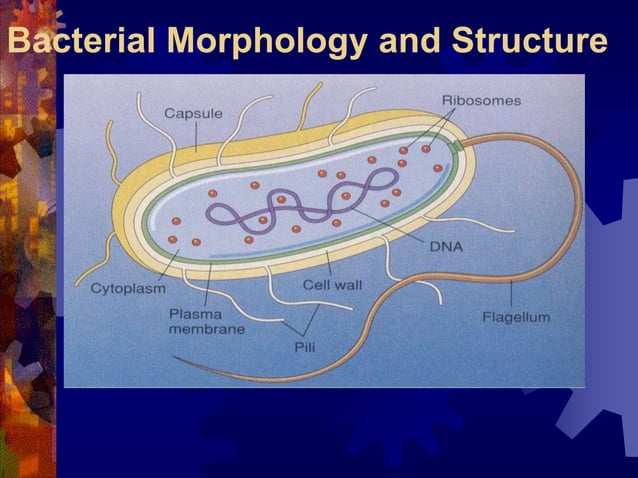 Bacteria Structure, Cell wall, Cell Membrane, Cytoplasm, Ribosomes.pptx