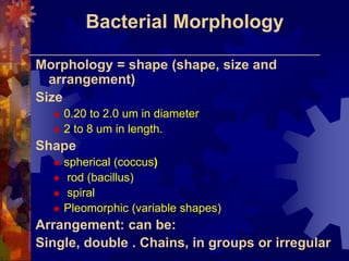 Bacteria Structure, Cell wall, Cell Membrane, Cytoplasm, Ribosomes.pptx