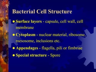 Bacteria Structure, Cell wall, Cell Membrane, Cytoplasm, Ribosomes.pptx