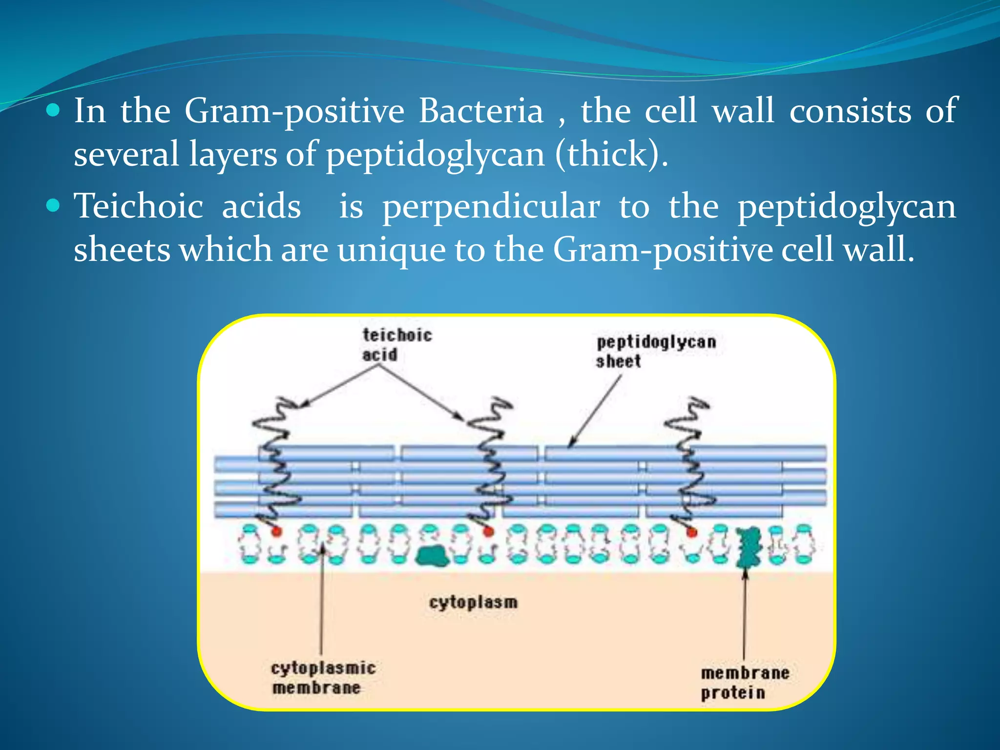 Bacteria structure and function | PPTX