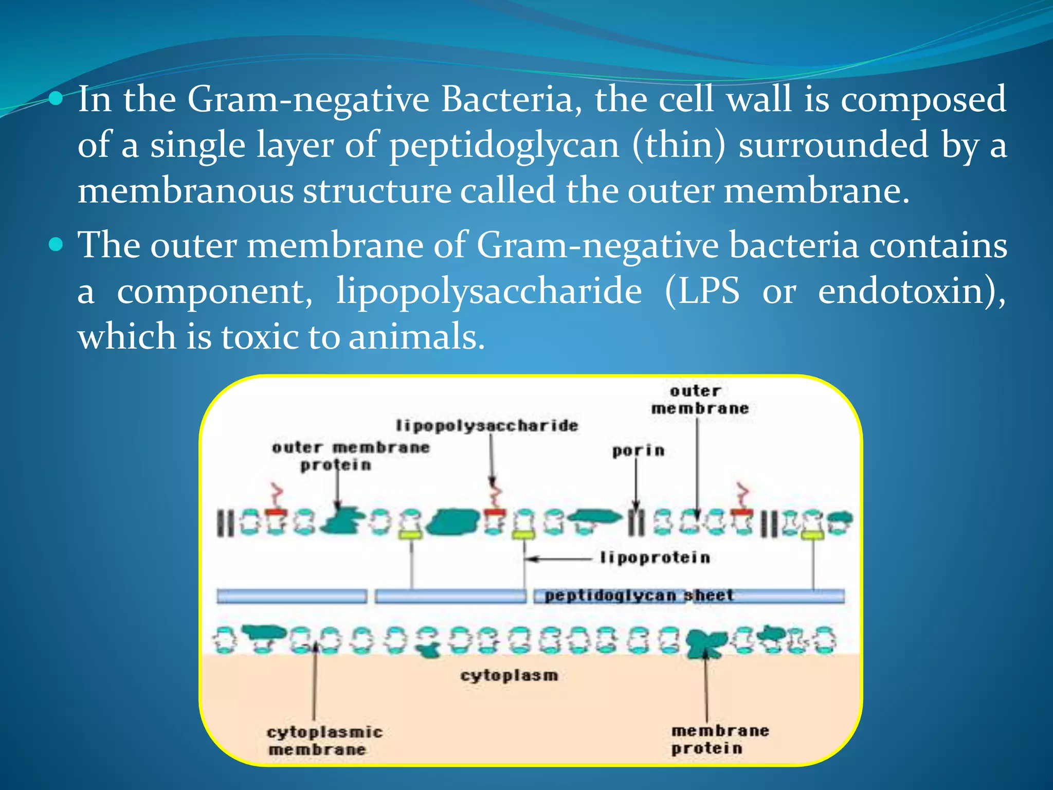 Bacteria structure and function | PPTX