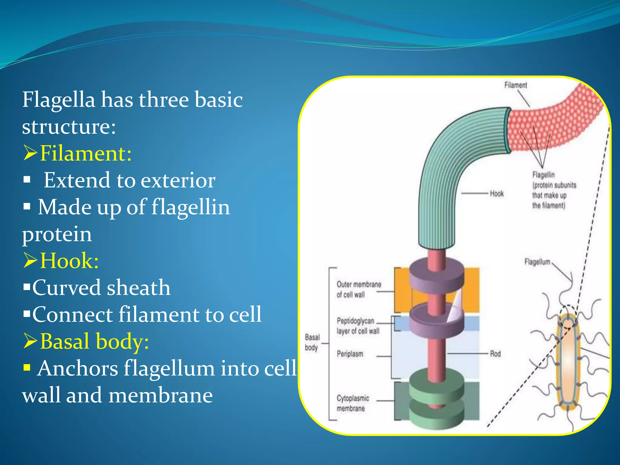 Bacteria structure and function | PPTX