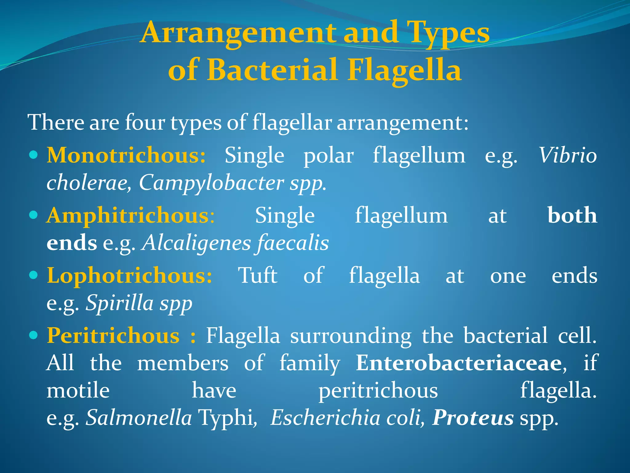 Bacteria structure and function | PPTX
