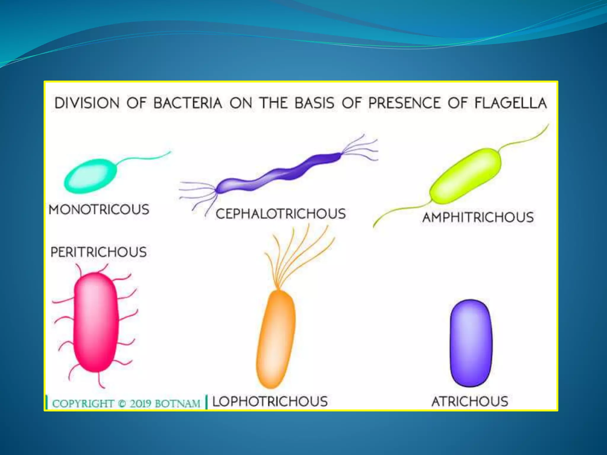Bacteria structure and function | PPTX