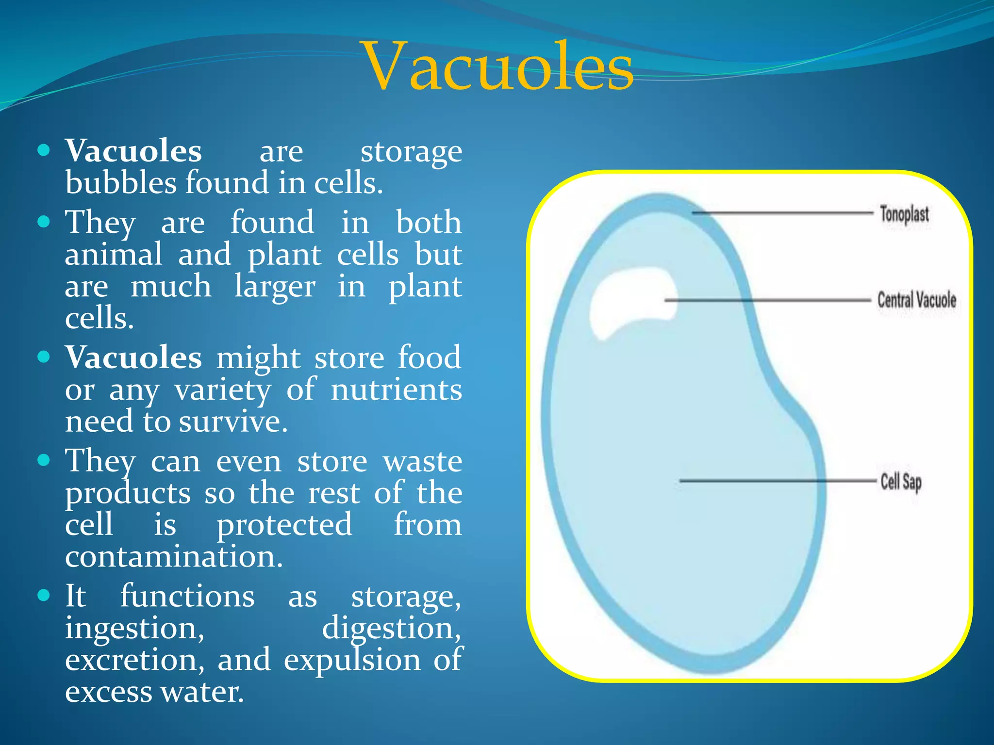 Bacteria structure and function | PPTX