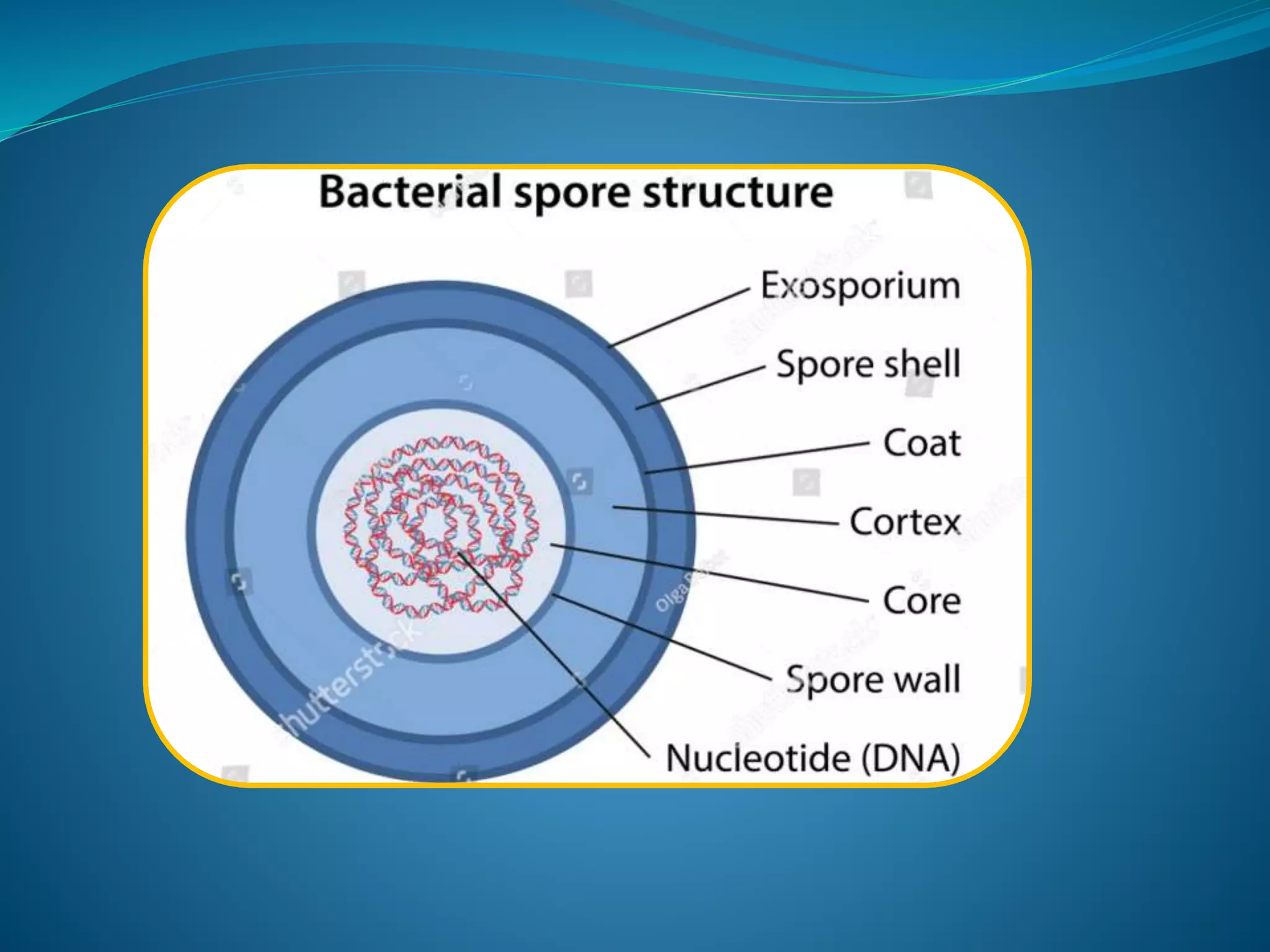Bacteria structure and function | PPTX