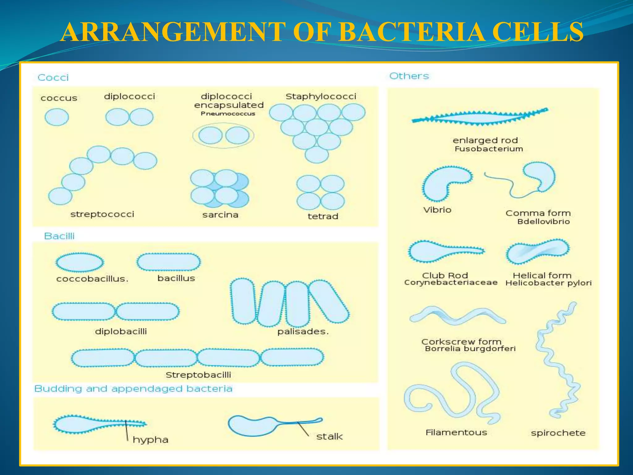 Bacteria structure and function | PPTX | Biological Sciences | Science