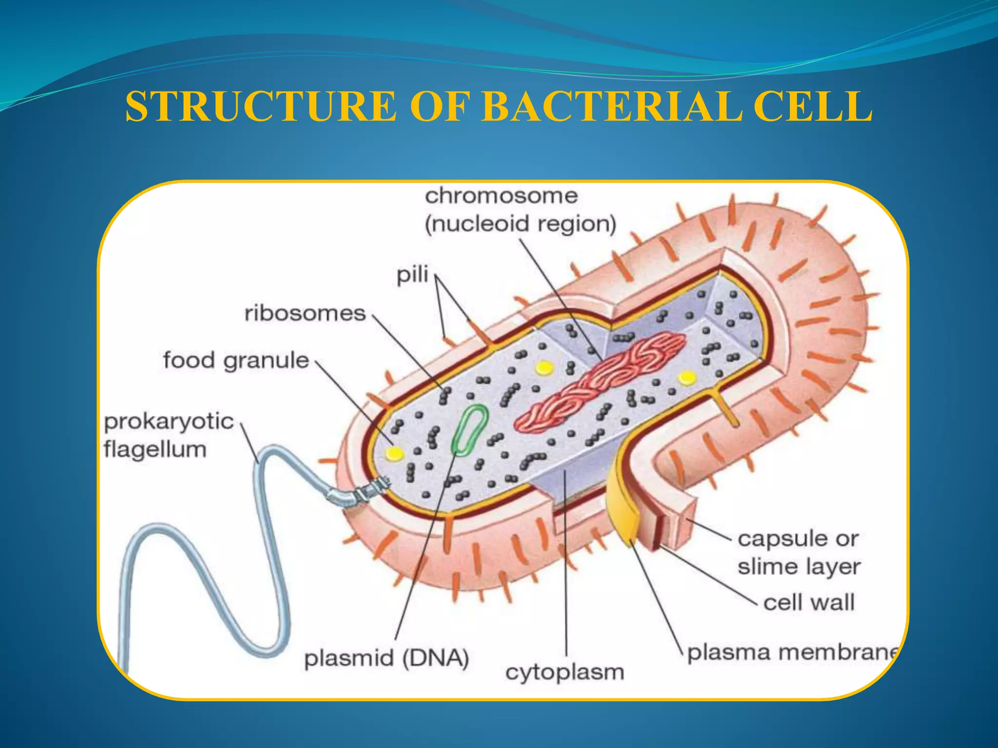 Bacteria Structure And Function Pptx Biological Sciences Science