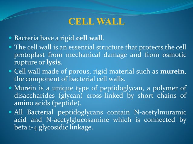 Bacteria structure and function | PPTX | Biological Sciences | Science
