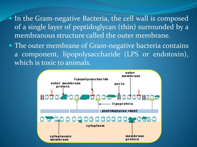 Bacteria structure and function | PPTX | Biological Sciences | Science