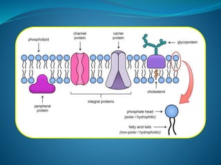Bacteria structure and function | PPTX