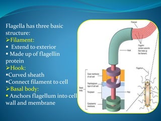 Bacteria structure and function | PPTX