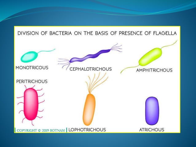 Bacteria structure and function | PPTX | Biological Sciences | Science