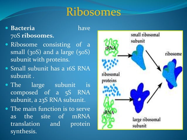 Bacteria structure and function | PPTX | Biological Sciences | Science