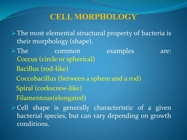 Bacteria structure and function | PPTX | Biological Sciences | Science