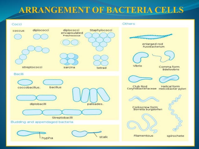 Bacteria structure and function | PPTX | Biological Sciences | Science