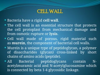 Bacterial structures and functions .pptx