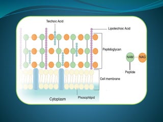 Bacterial structures and functions .pptx