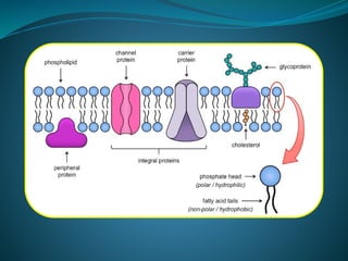 Bacterial structures and functions .pptx