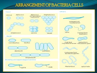Bacterial structures and functions .pptx