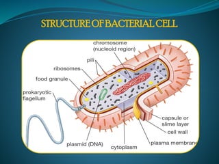Bacterial structures and functions .pptx