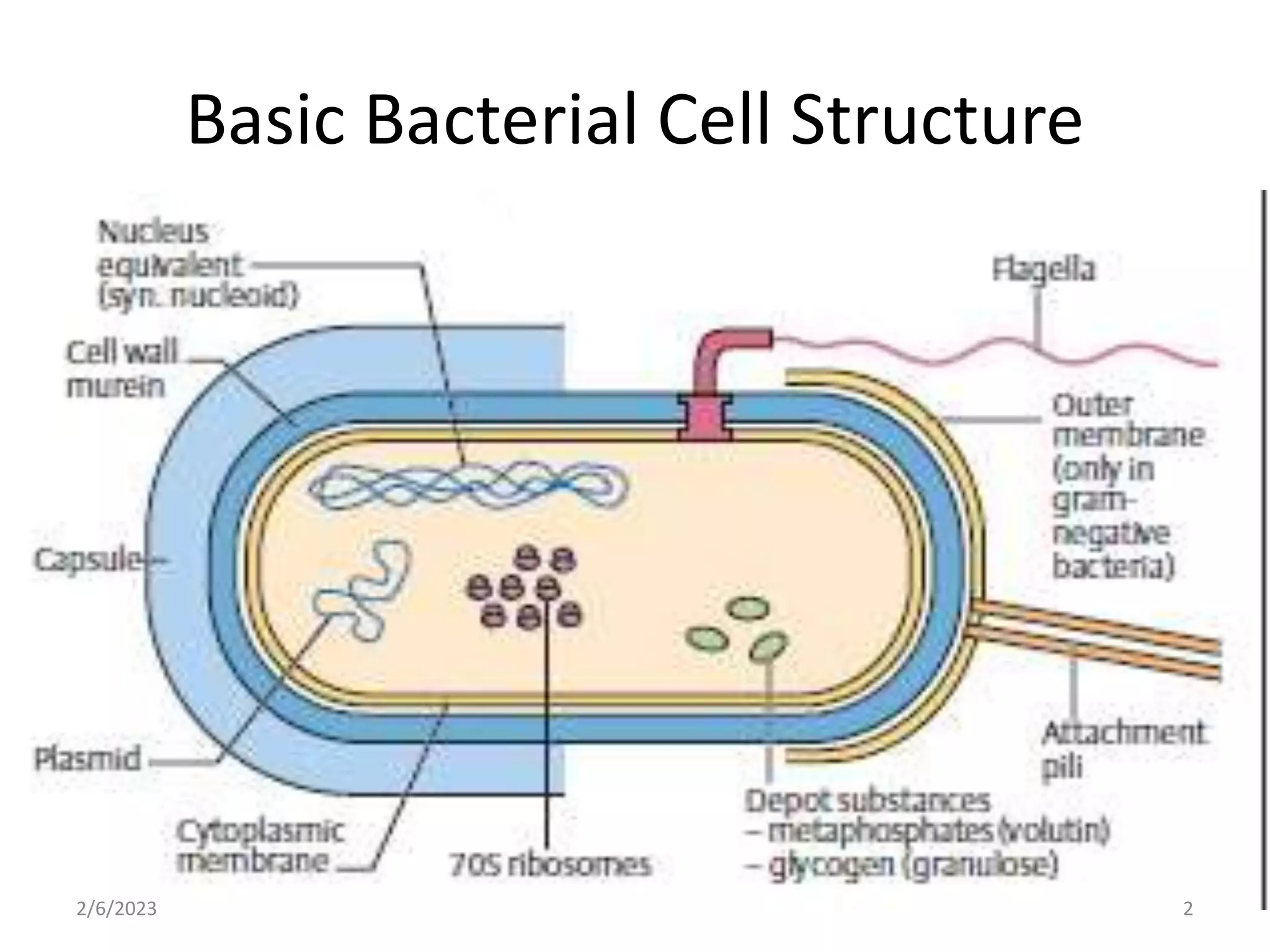 BACTERIA STRUCTURE AND FUNCTION [Autosaved].pptx