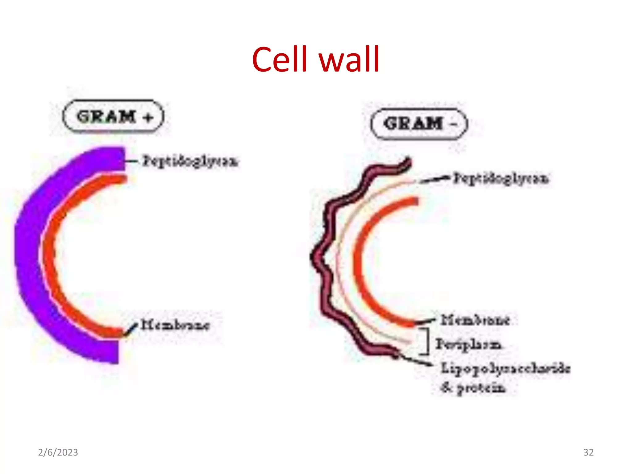 BACTERIA STRUCTURE AND FUNCTION [Autosaved].pptx