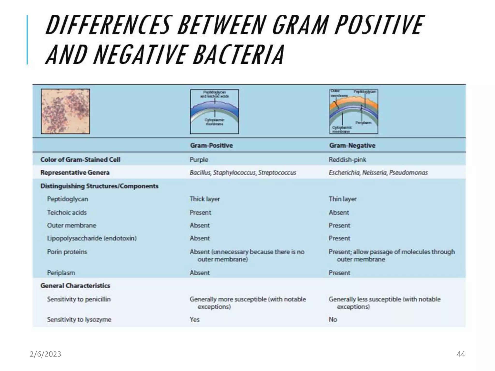 BACTERIA STRUCTURE AND FUNCTION [Autosaved].pptx