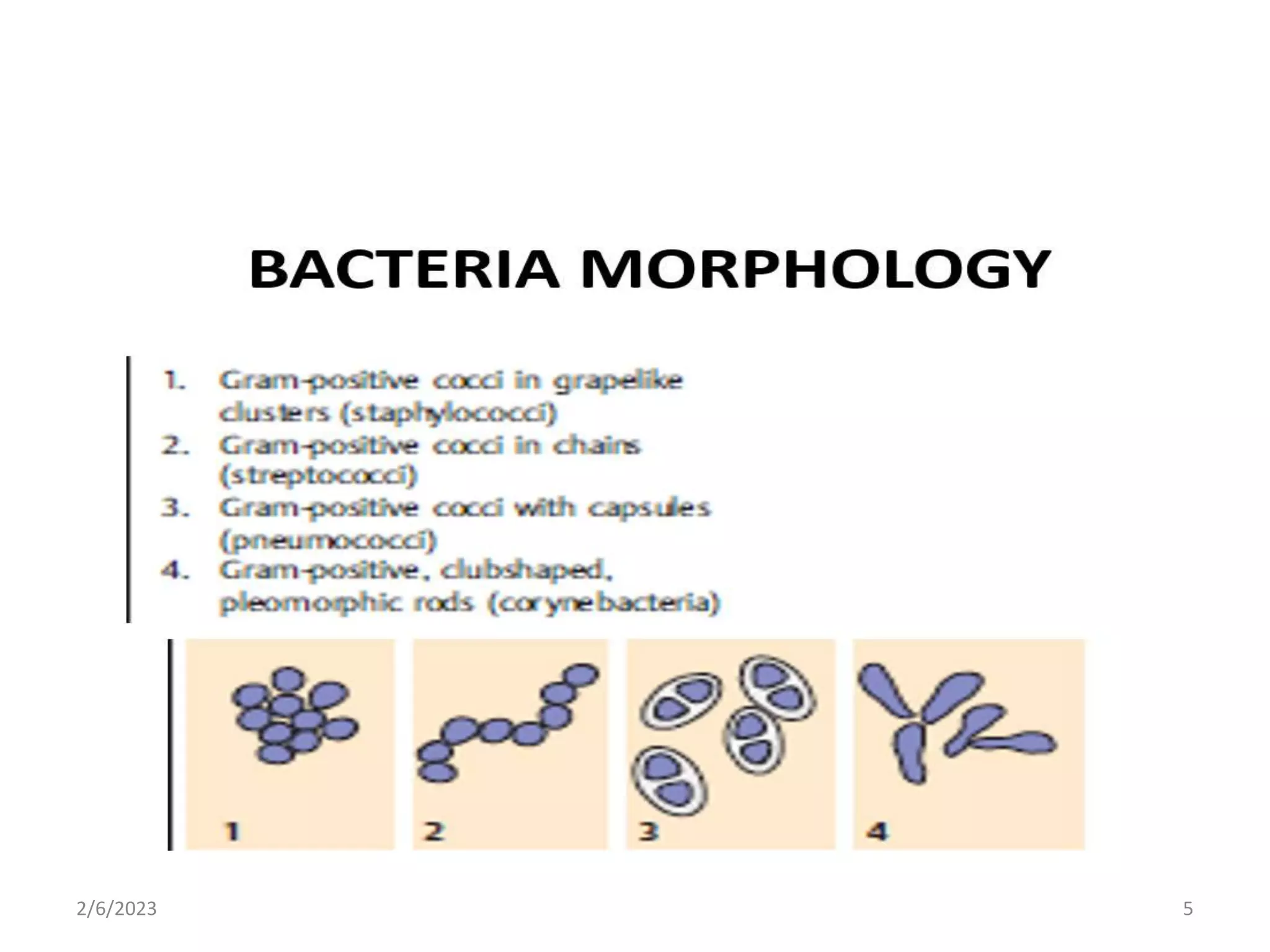 BACTERIA STRUCTURE AND FUNCTION [Autosaved].pptx