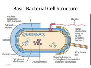 BACTERIA STRUCTURE AND FUNCTION [Autosaved].pptx