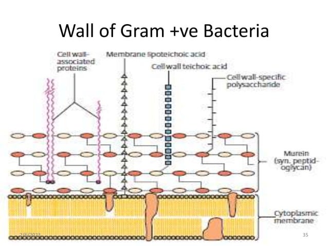 BACTERIA STRUCTURE AND FUNCTION [Autosaved].pptx