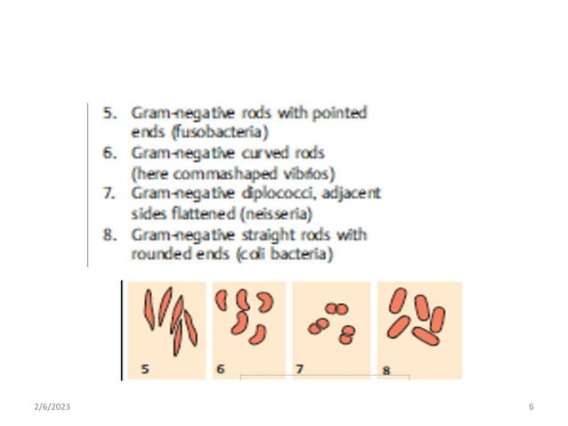 BACTERIA STRUCTURE AND FUNCTION [Autosaved].pptx