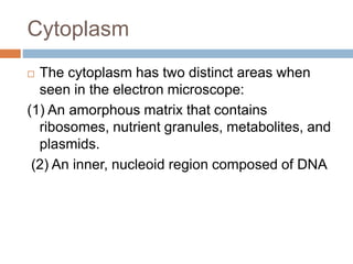 Bacteria; structure, functions.pptx