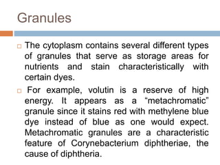 Bacteria; structure, functions.pptx