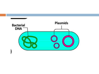 Bacteria; structure, functions.pptx