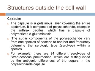 Bacteria; structure, functions.pptx