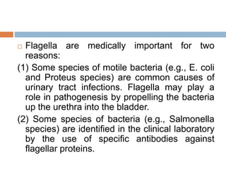 Bacteria; structure, functions.pptx