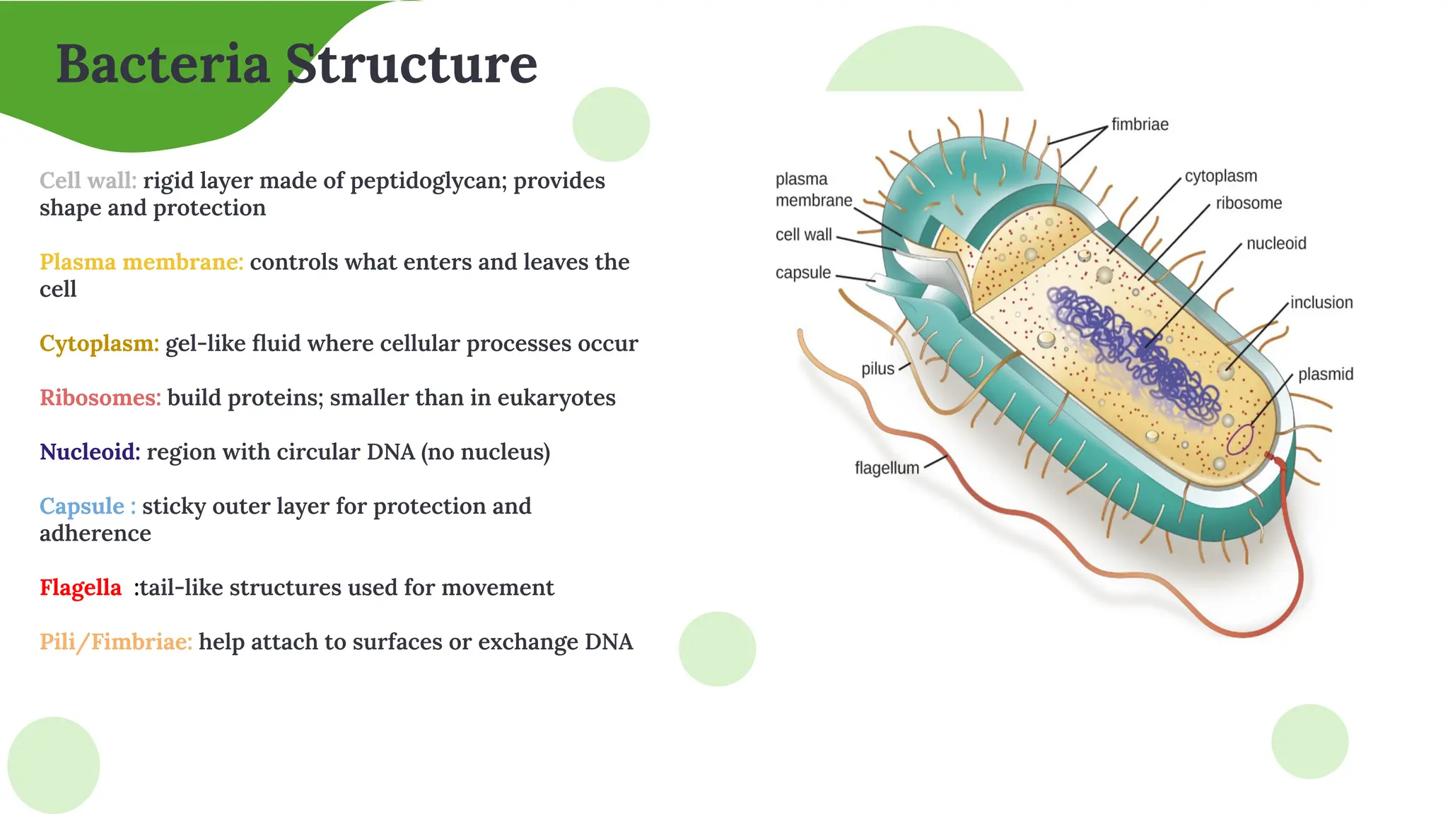 Bacteria Structure, Reproduction, and Nutrition .pdf