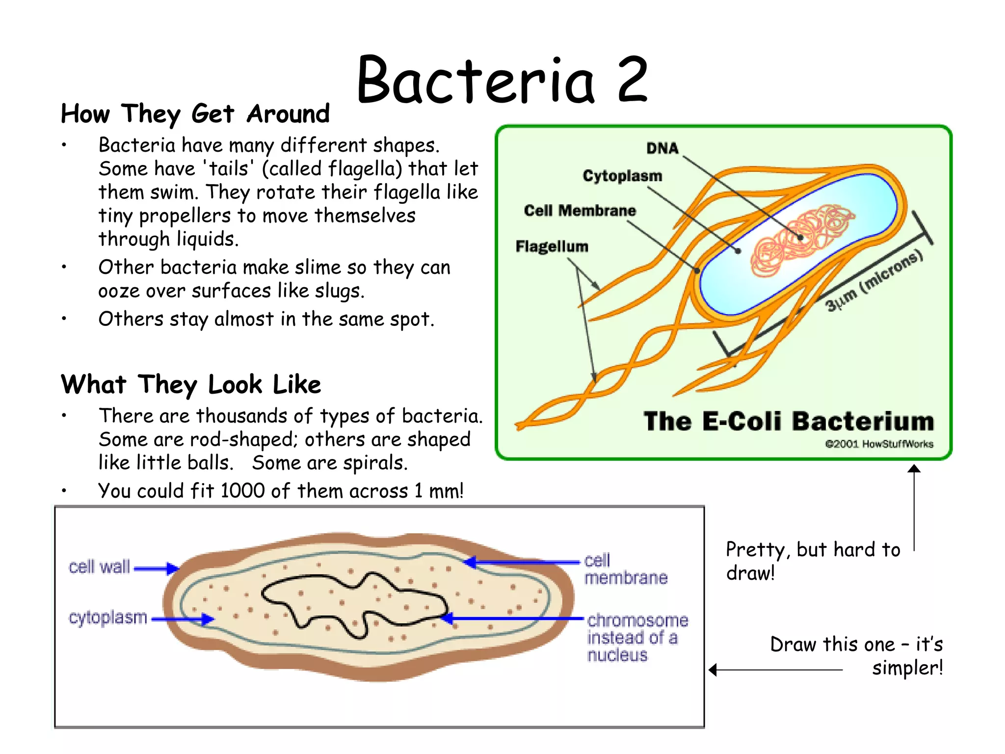 Bacteria summary | PPT