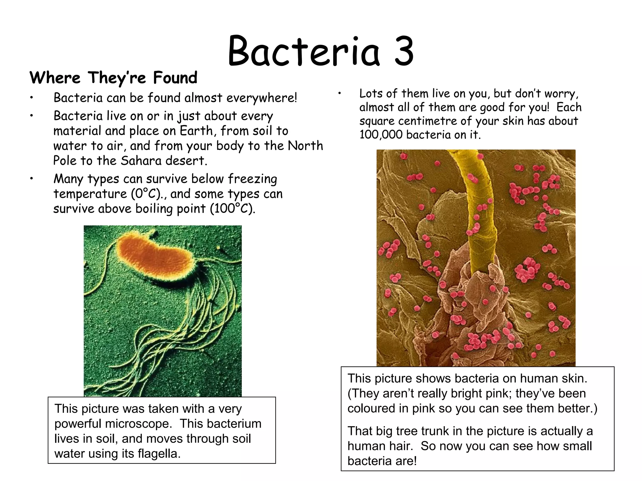 Bacteria summary | PPT