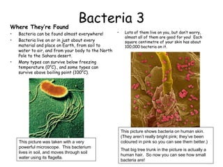 Bacteria summary | PPT