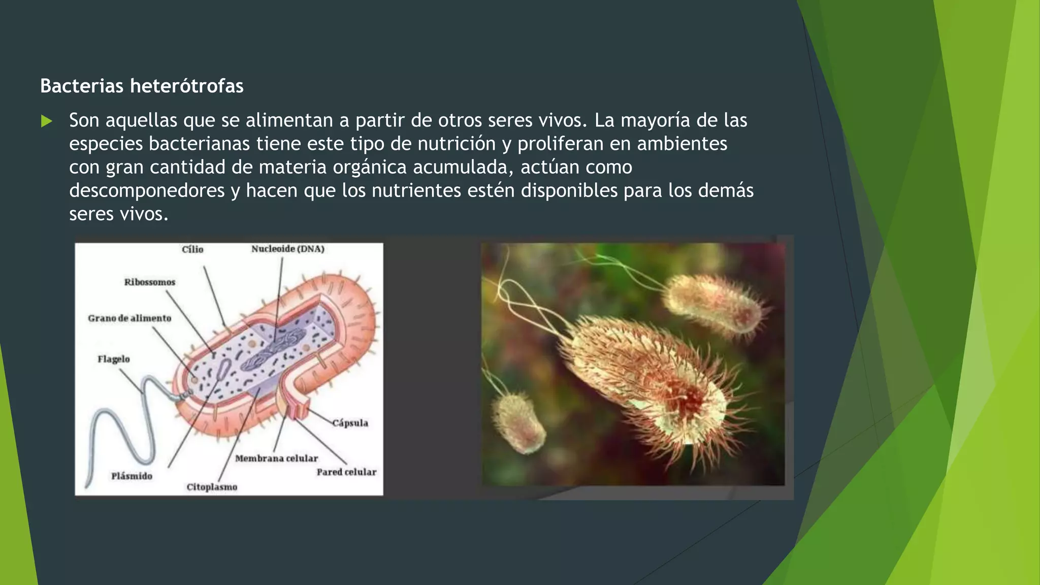 Bacterias y su clasificacion | PPT