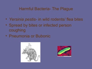 Bacteria three | PPT