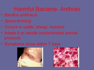 Bacteria three | PPT
