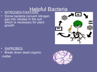 Bacteria three | PPT