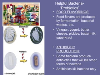 Bacteria three | PPT
