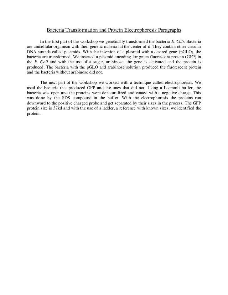 Bacteria Transformation And Protein Electrophoresis Paragraphs bacteria-transformation-and-protein-electrophoresis-paragraphs