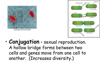 Bacteria two | PPT
