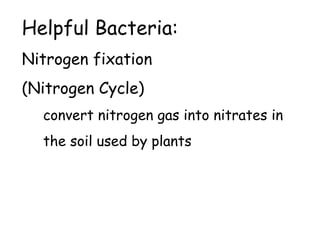 Bacteria two | PPT