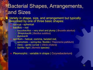 Bacteria Types.ppt